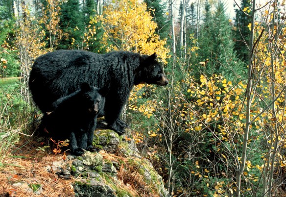 The Plight of Oregon’s Black Bears | Adventures along the Umpqua River ...